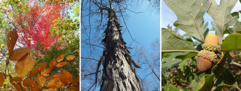 Trees of Connecticut: Identification for Beginners – Northwest ...