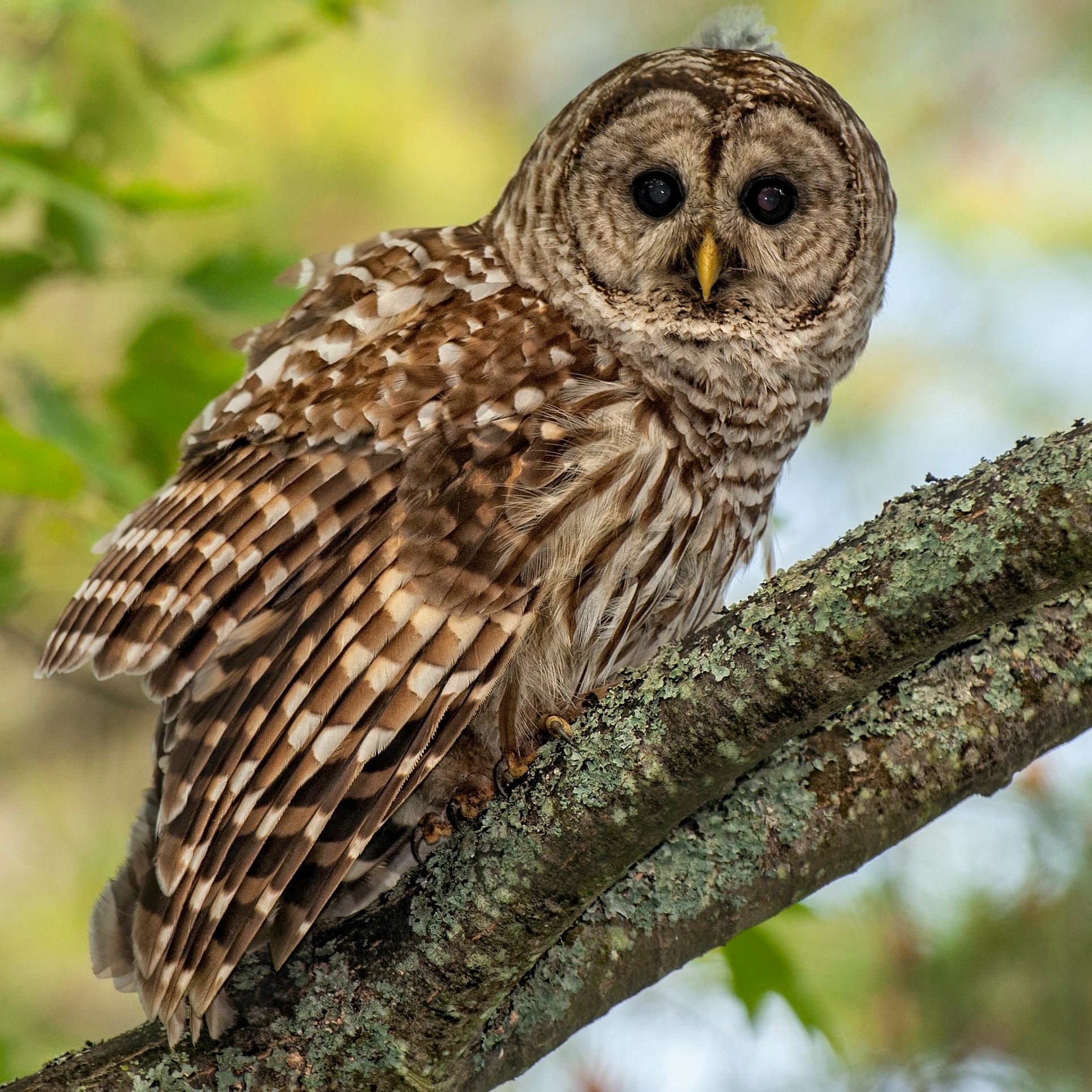 Owl Prowl – Northwest Connecticut Land Conservancy