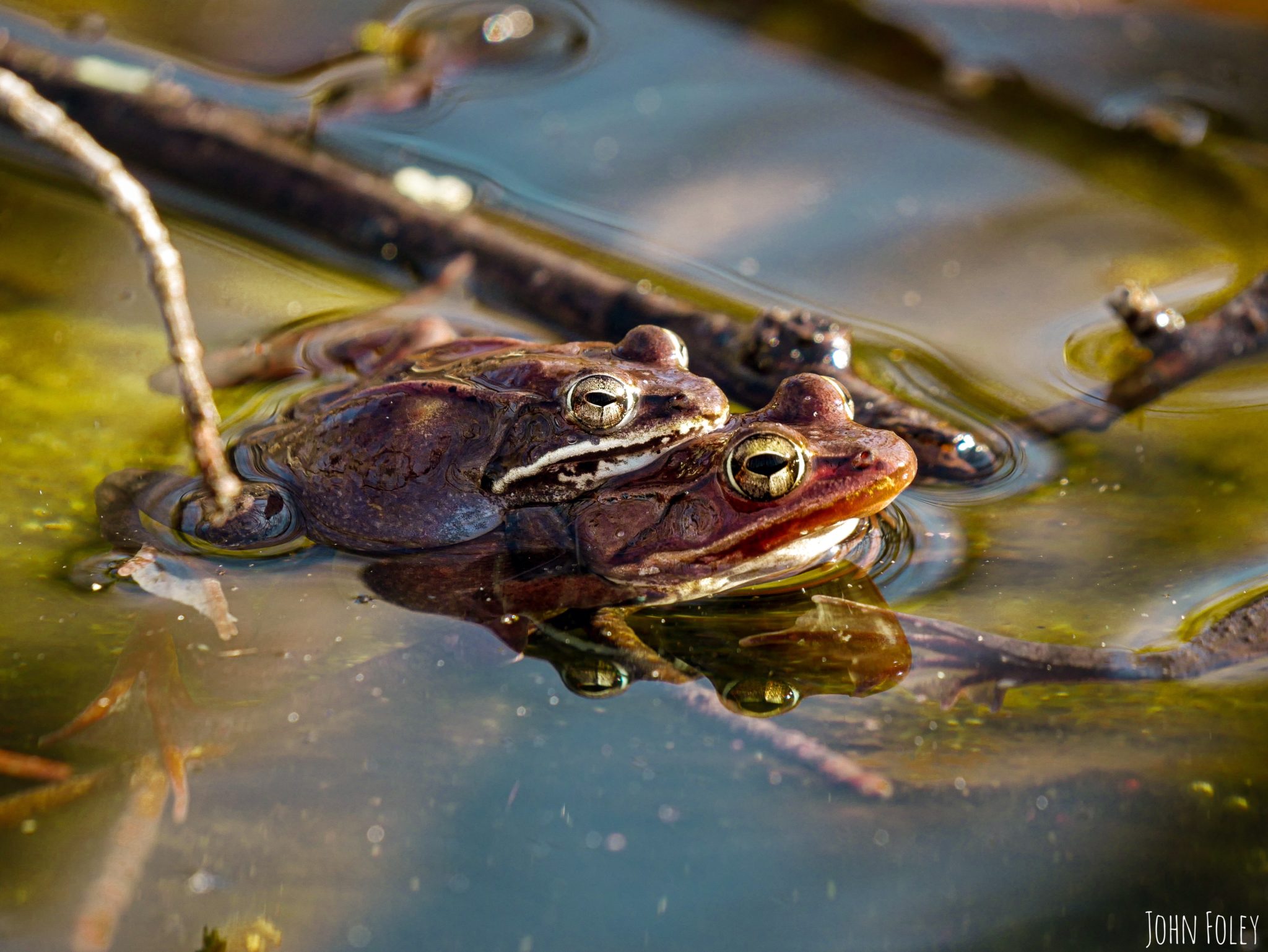 Frog Frolic at Towner Hill Preserve – Northwest Connecticut Land ...